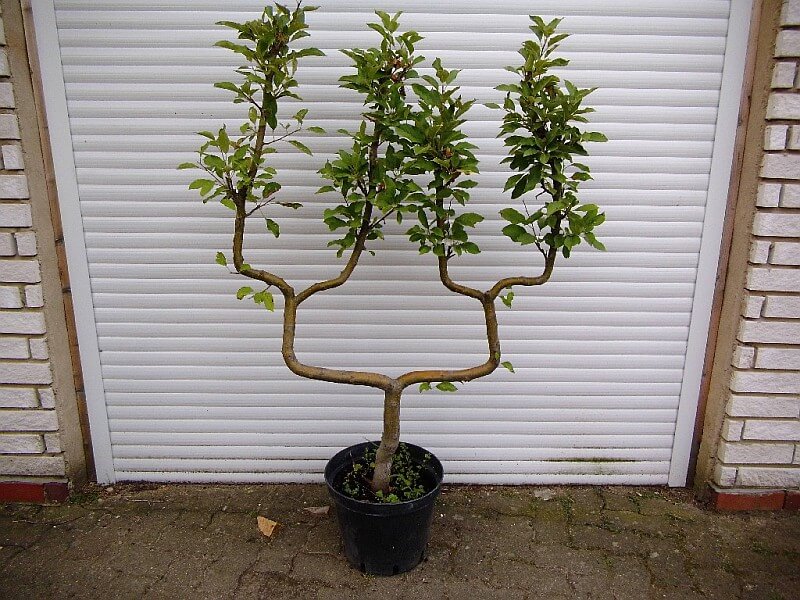 Spalierbäume Obst — Baumschule-Pflanzen.de